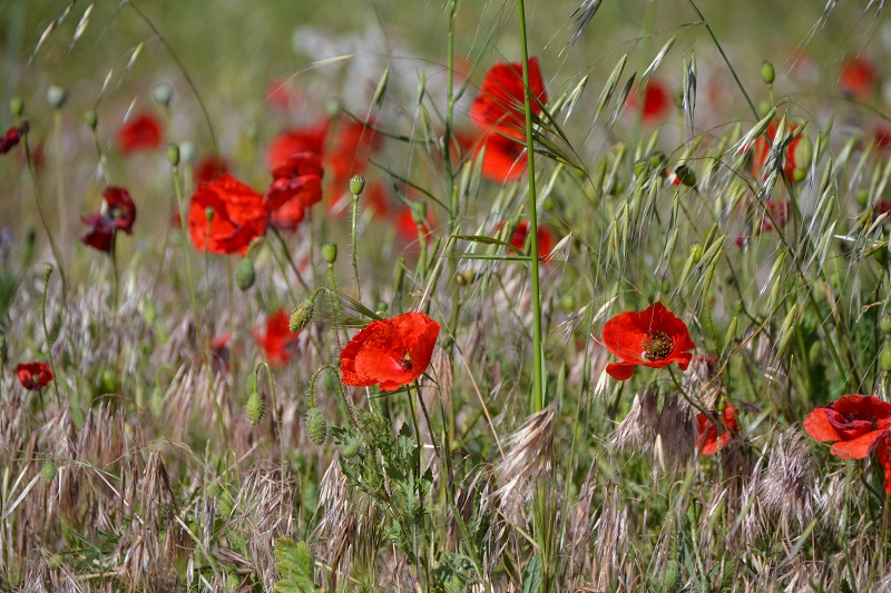 Revista de Pediatría de Atención Primaria - Lindísima amapola
